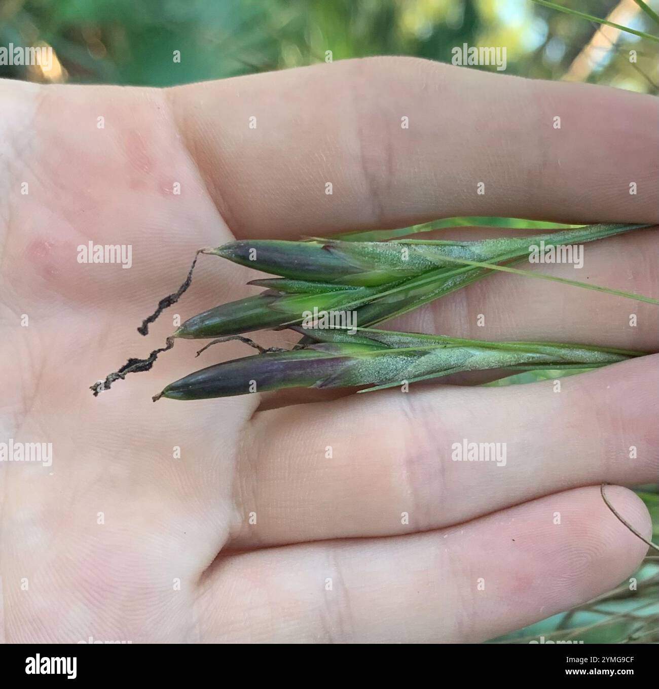 southern needleleaf airplant (Tillandsia setacea Stock Photo - Alamy