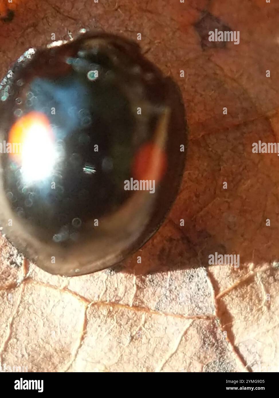 Twice-stabbed Lady Beetle (Chilocorus stigma Stock Photo - Alamy