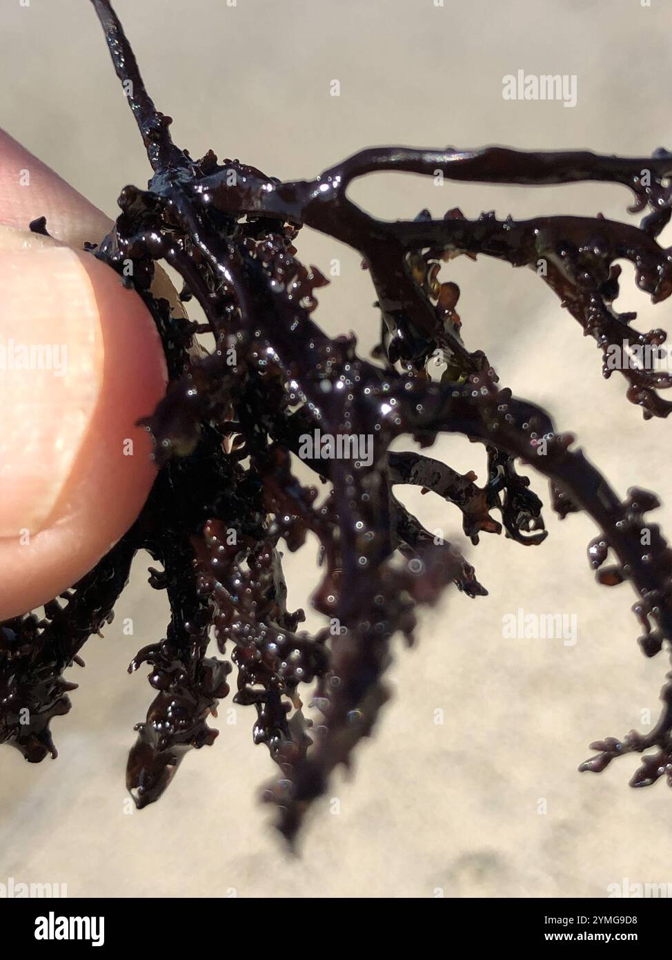 encrusting red algae (Mastocarpus Stock Photo - Alamy