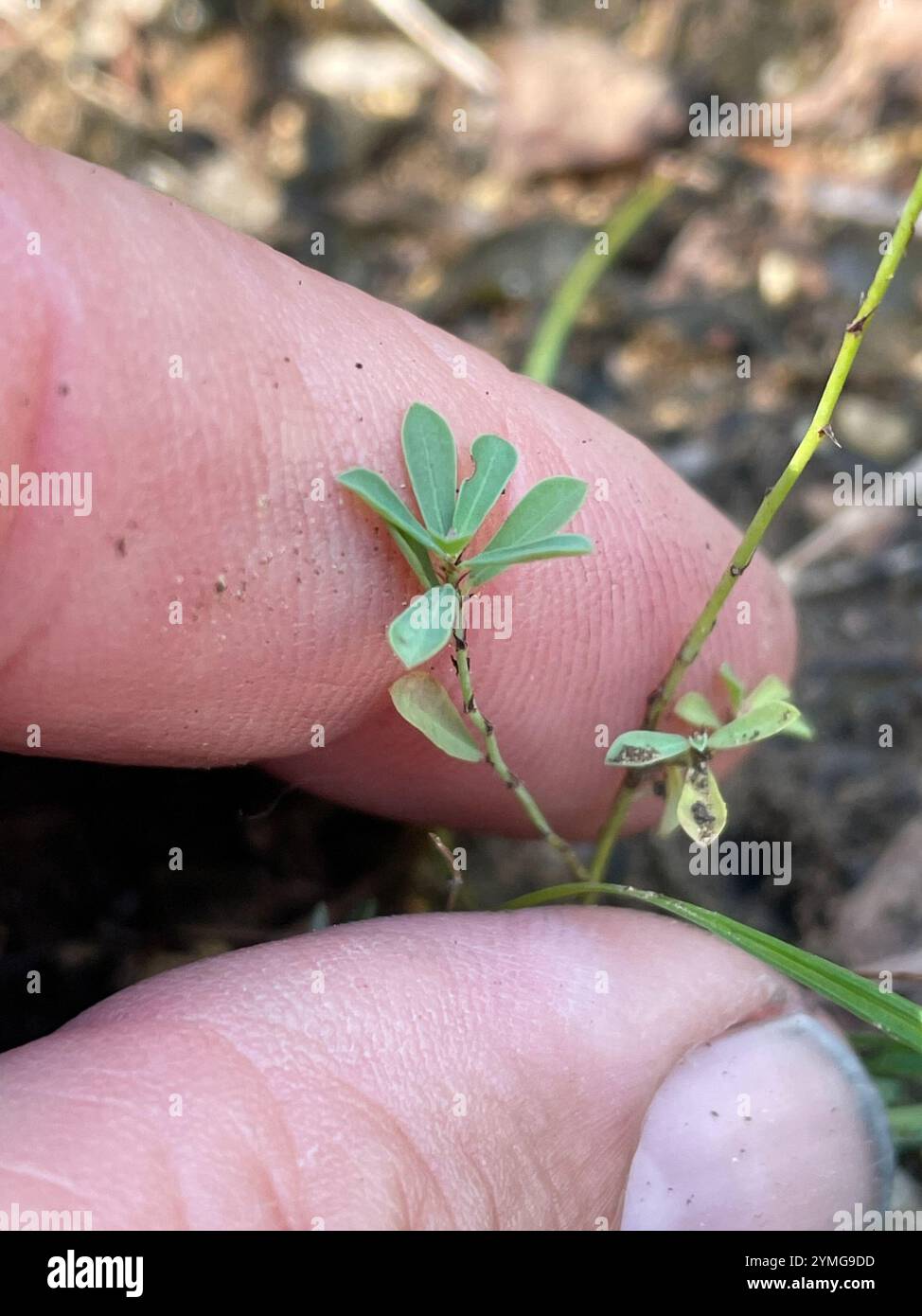 Smartweed Leafflower (Phyllanthus polygonoides Stock Photo - Alamy