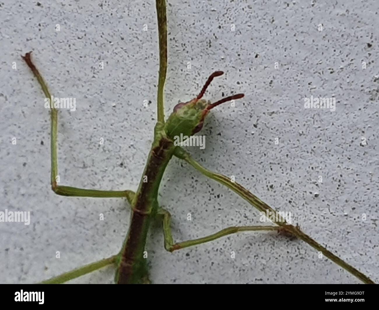 Stick Insects (Phasmida Stock Photo - Alamy