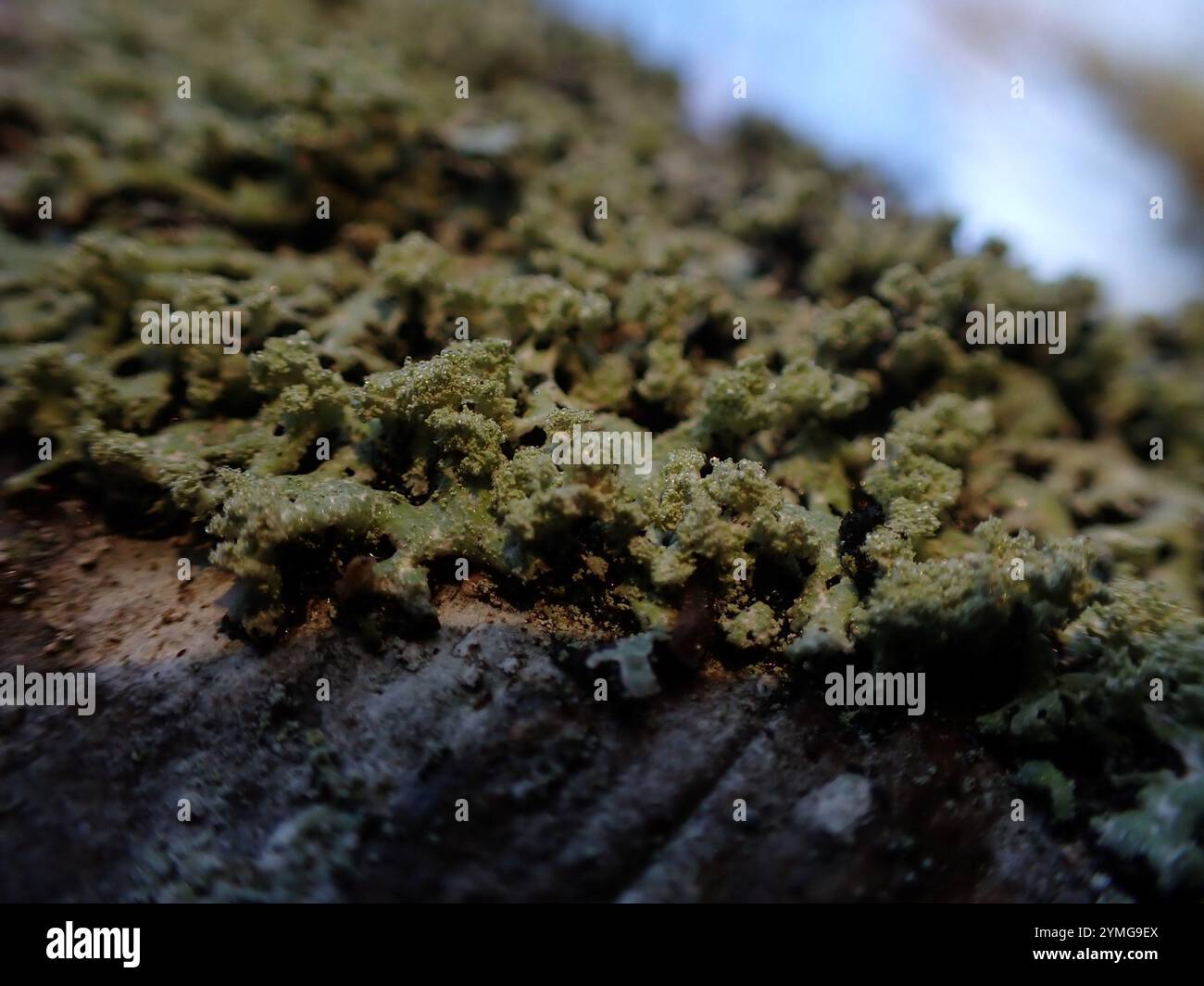 Tree Flute Lichen (Menegazzia subsimilis Stock Photo - Alamy