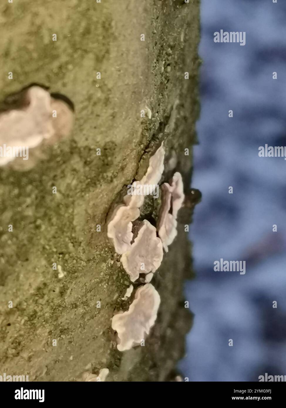 Broadleaf Bleeding-crust (Stereum rugosum Stock Photo - Alamy