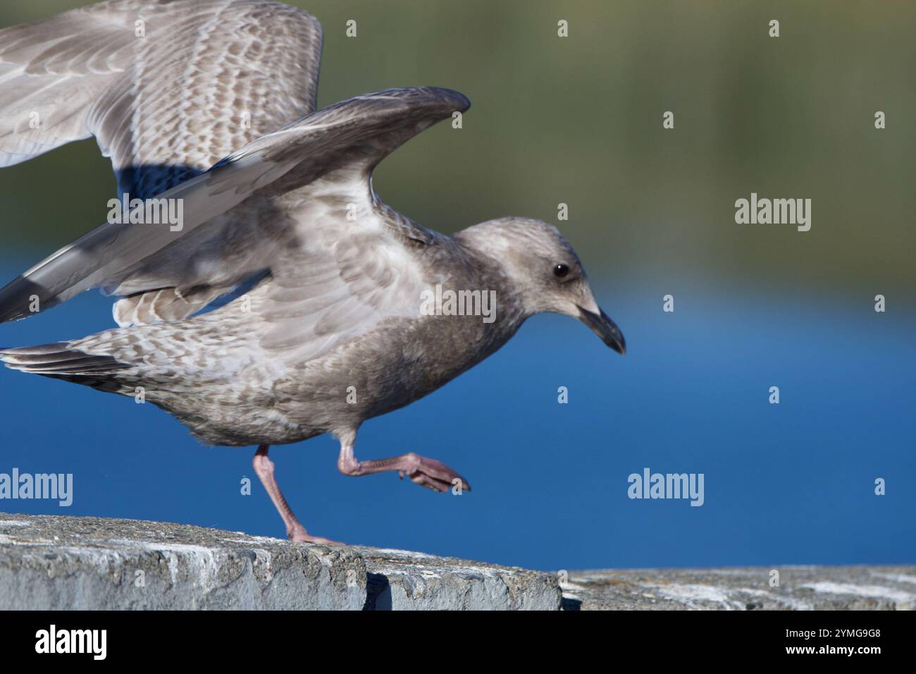 Larus glaucoides thayeri hi-res stock photography and images - Alamy