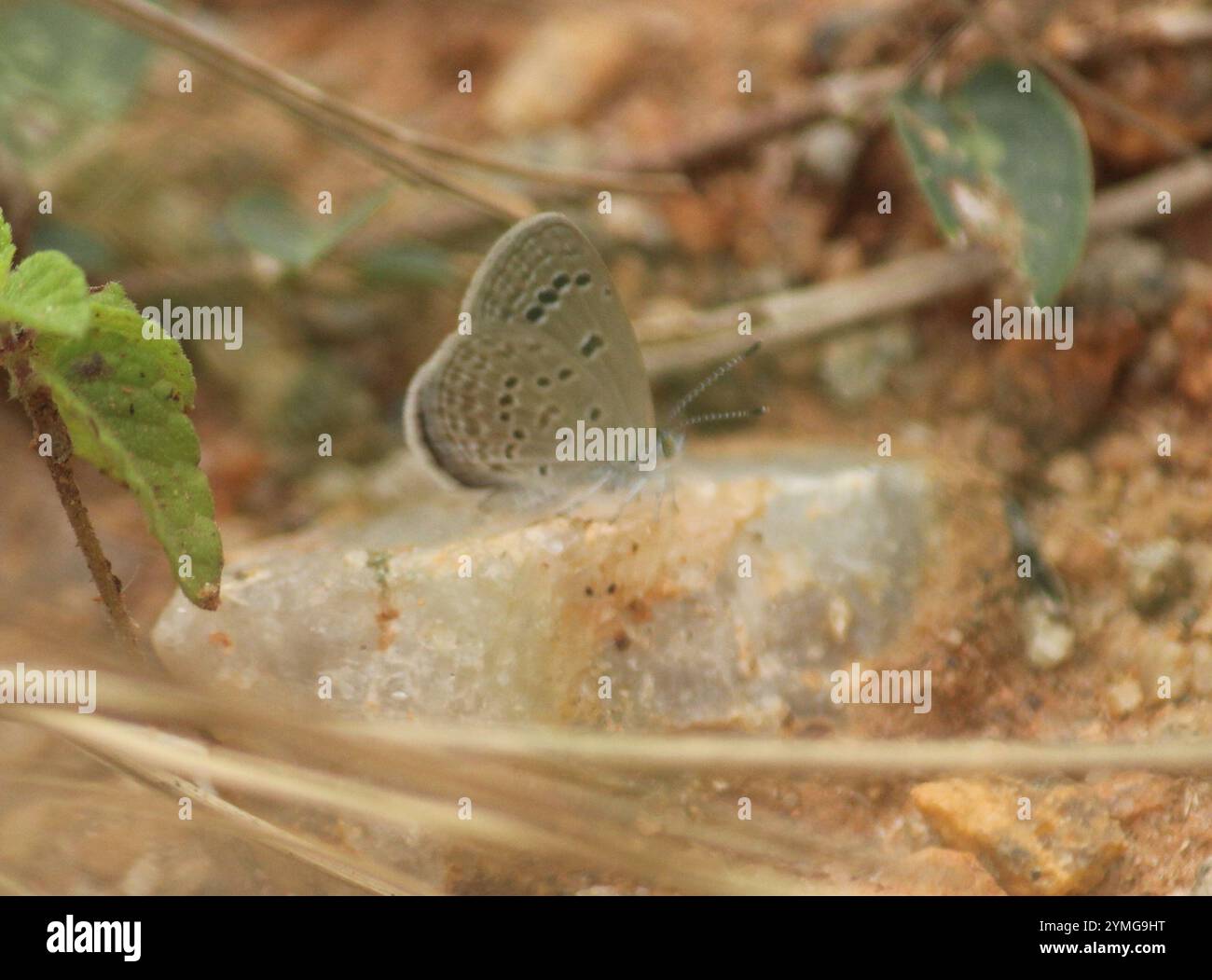 Lesser Grass Blue (Zizina otis Stock Photo - Alamy