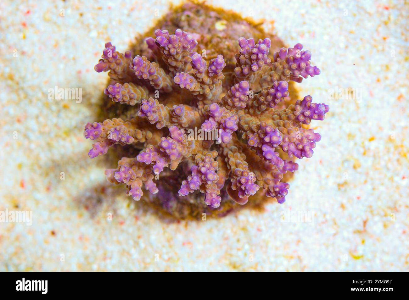 Purple Tip Bushy Acropora - Acropora spp Stock Photo - Alamy