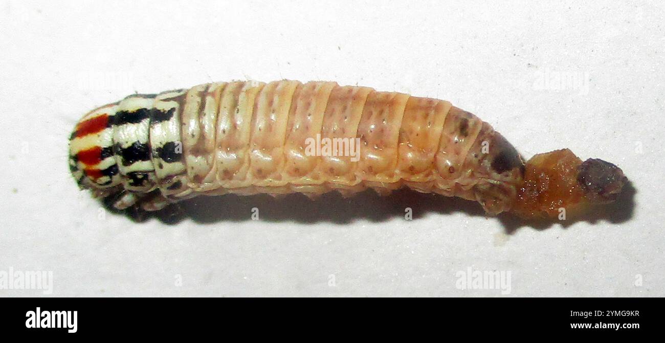 Bagworm Moths (Psychidae Stock Photo - Alamy