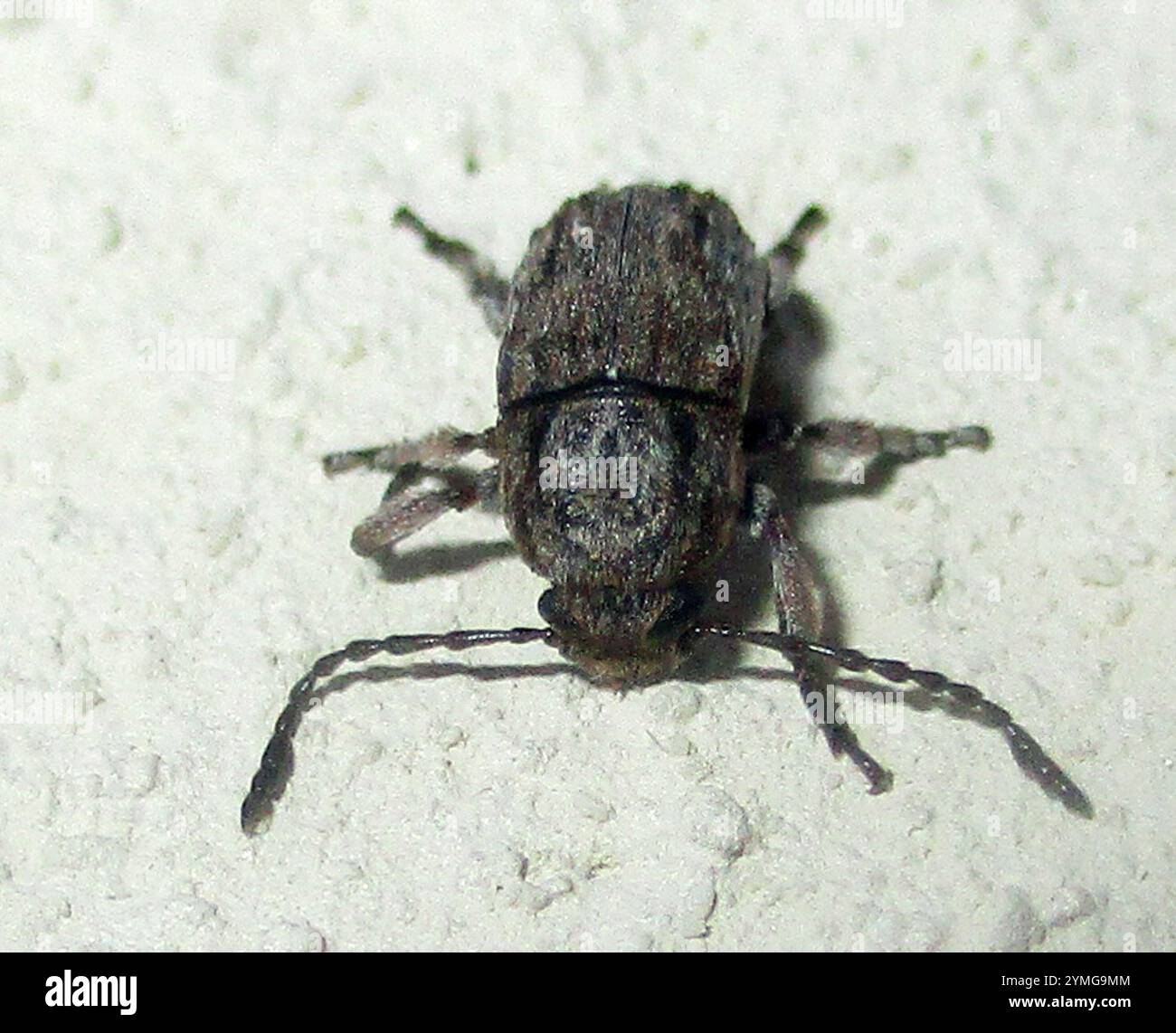 Phloeobius hi-res stock photography and images - Alamy