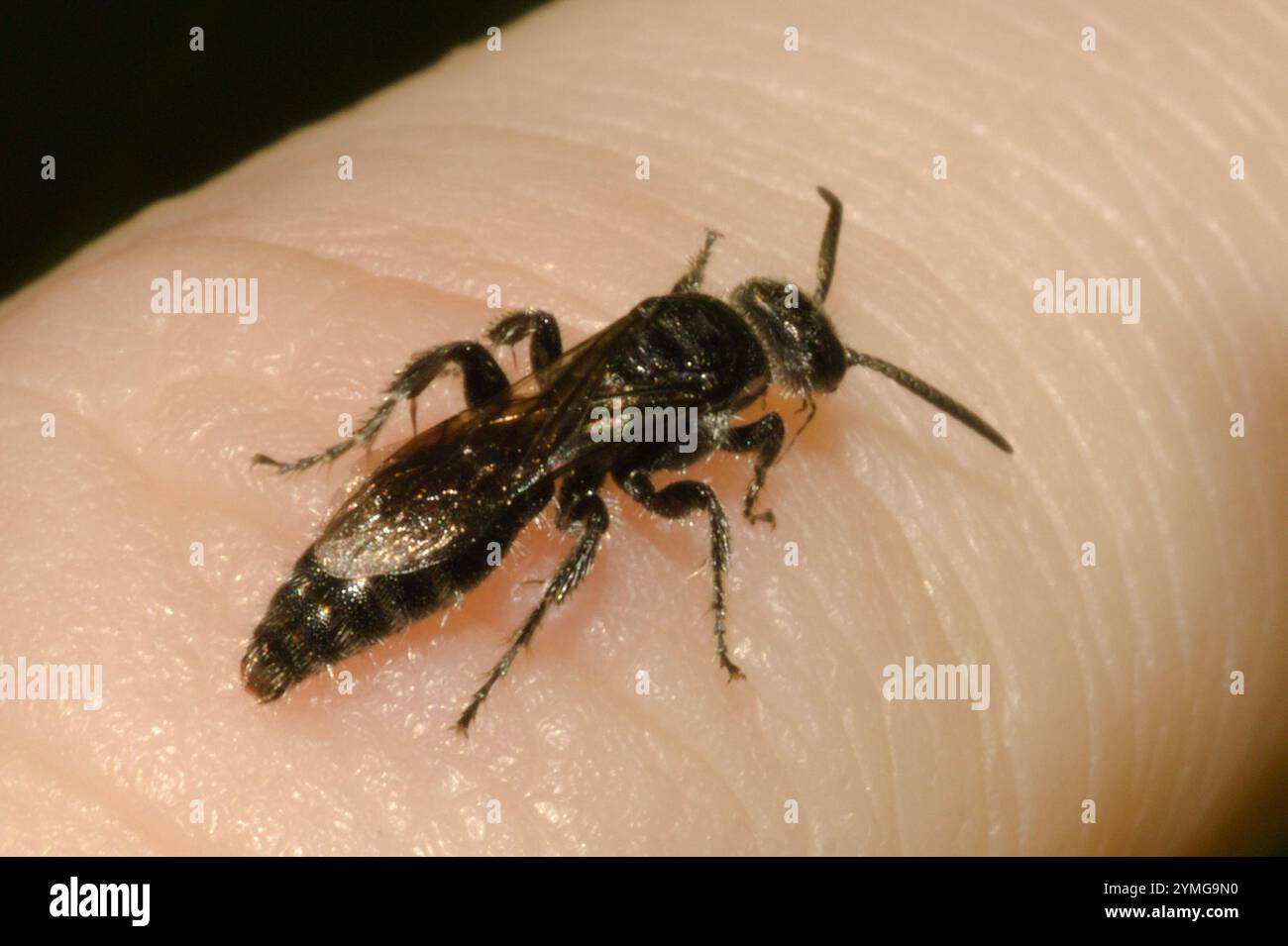 Tiphiid Flower Wasps (Tiphiidae Stock Photo - Alamy