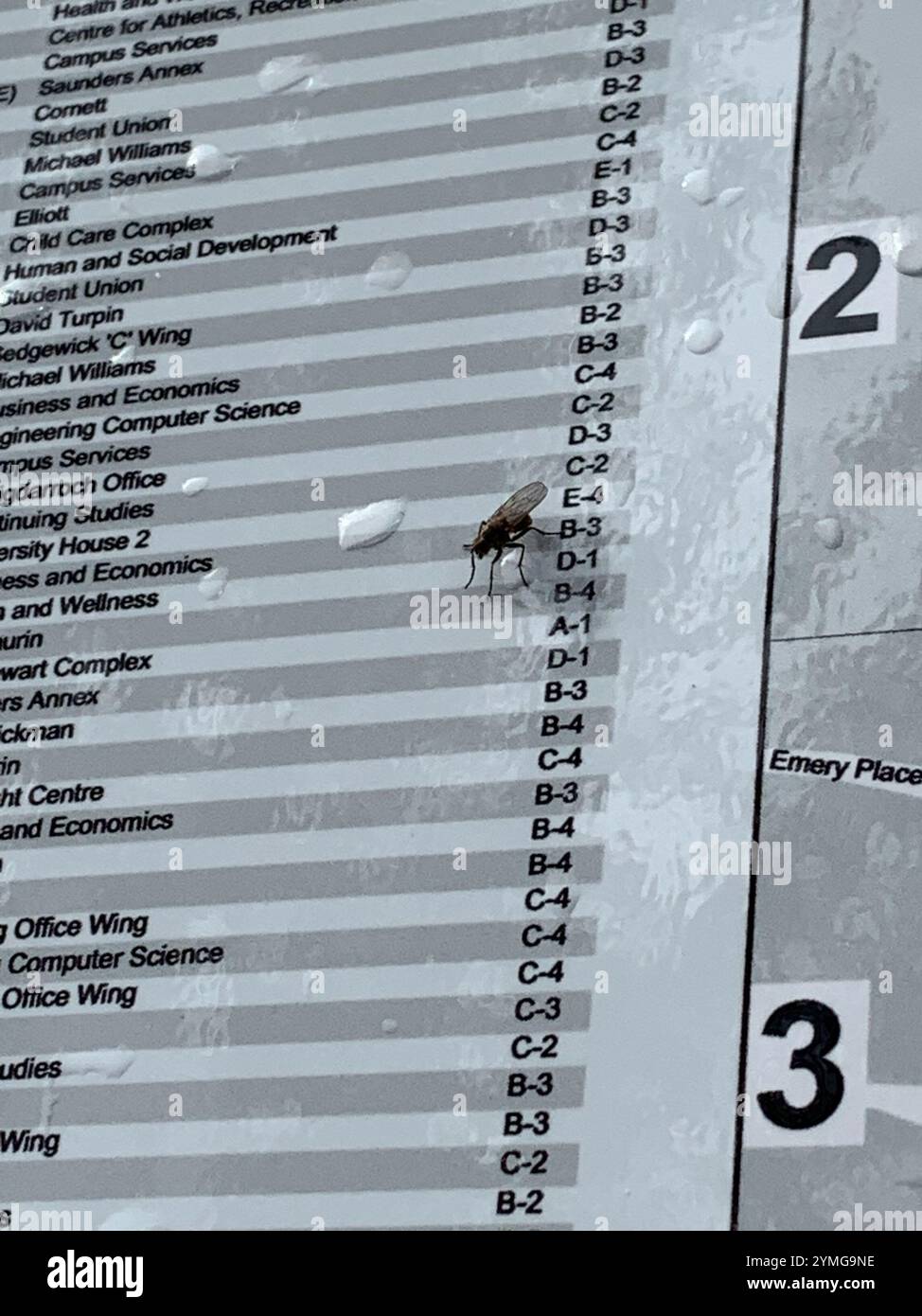 Seaweed Flies (Fucellia Stock Photo - Alamy