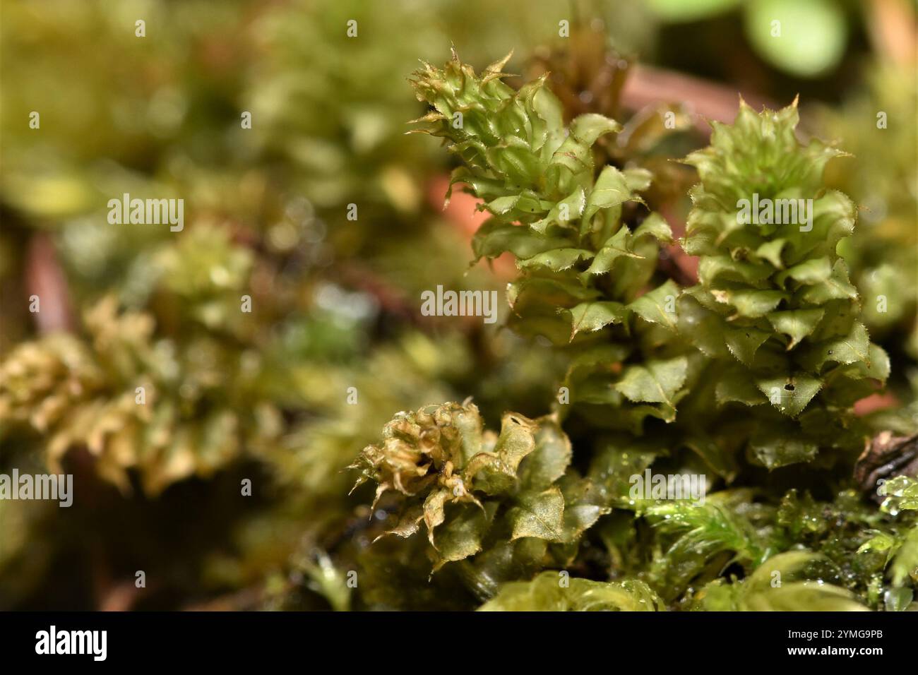 magnificent leafy moss (Plagiomnium venustum Stock Photo - Alamy