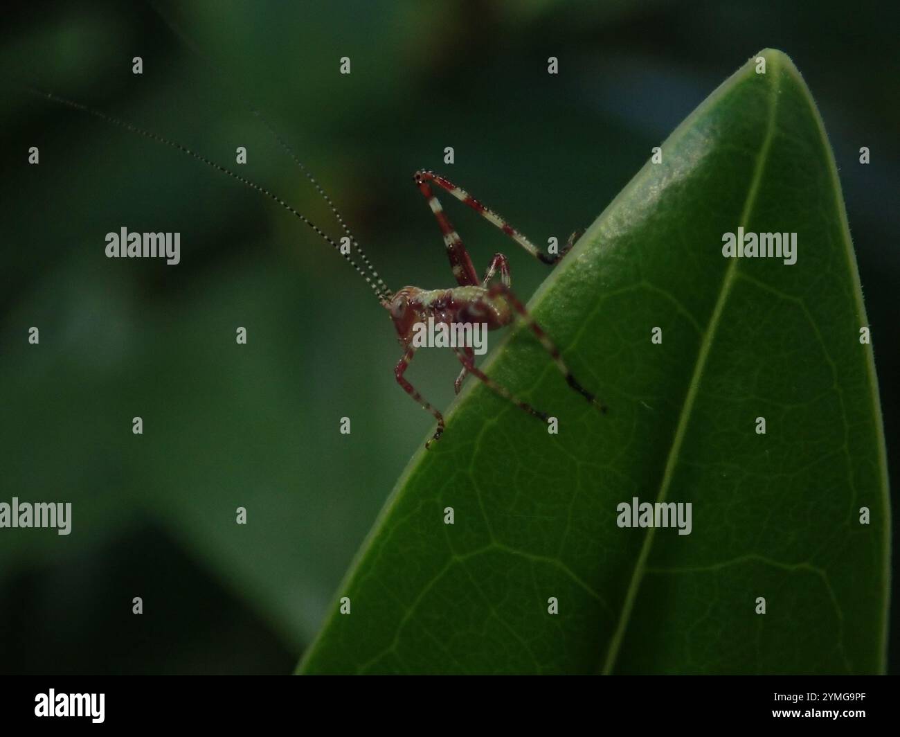 Australian Common Garden Katydid (Caedicia simplex Stock Photo - Alamy