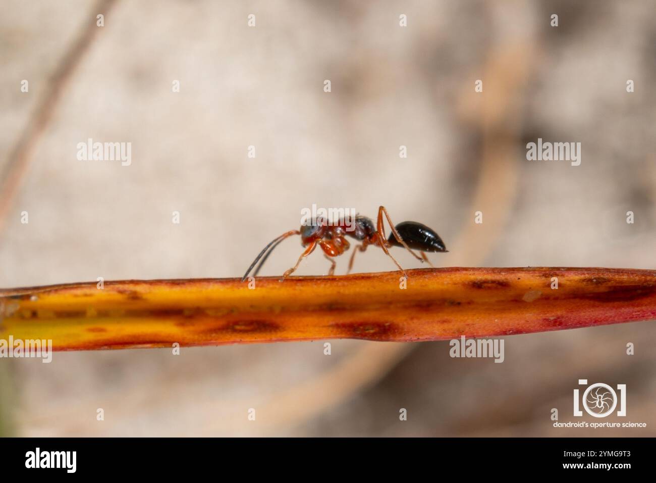 Pincer Wasps (Dryinidae Stock Photo - Alamy