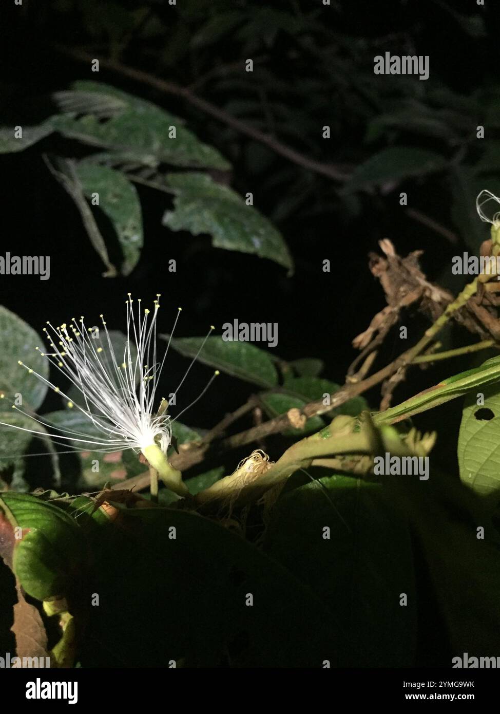 Ice-cream-bean (Inga edulis Stock Photo - Alamy