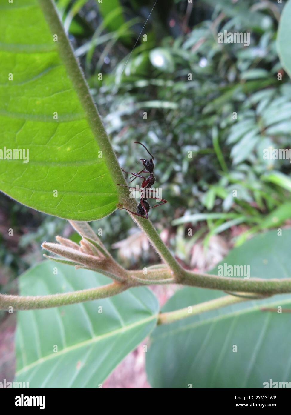 Dolichoderus hi-res stock photography and images - Alamy