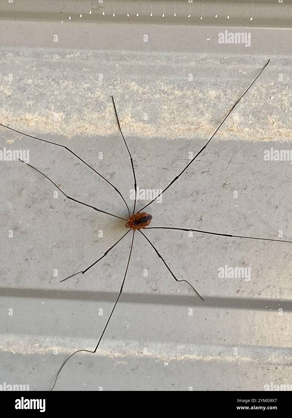Eastern Harvestman (Leiobunum vittatum Stock Photo - Alamy