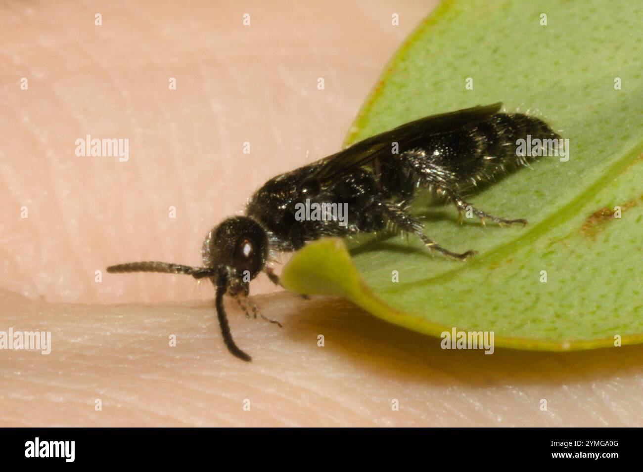 Tiphiid Flower Wasps (Tiphiidae Stock Photo - Alamy