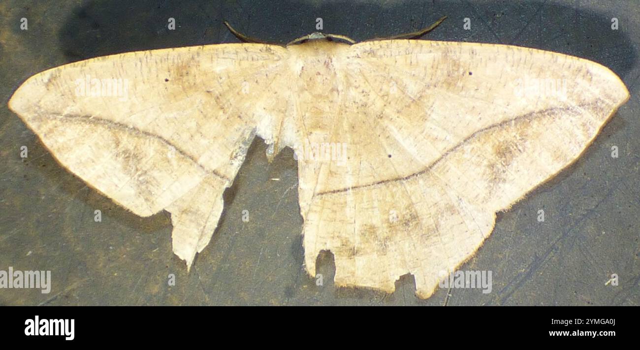 Large Maple Spanworm Moth (Prochoerodes lineola Stock Photo - Alamy