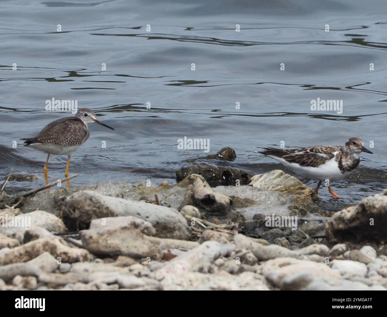 Lesser Yellowlegs (Tringa flavipes Stock Photo - Alamy