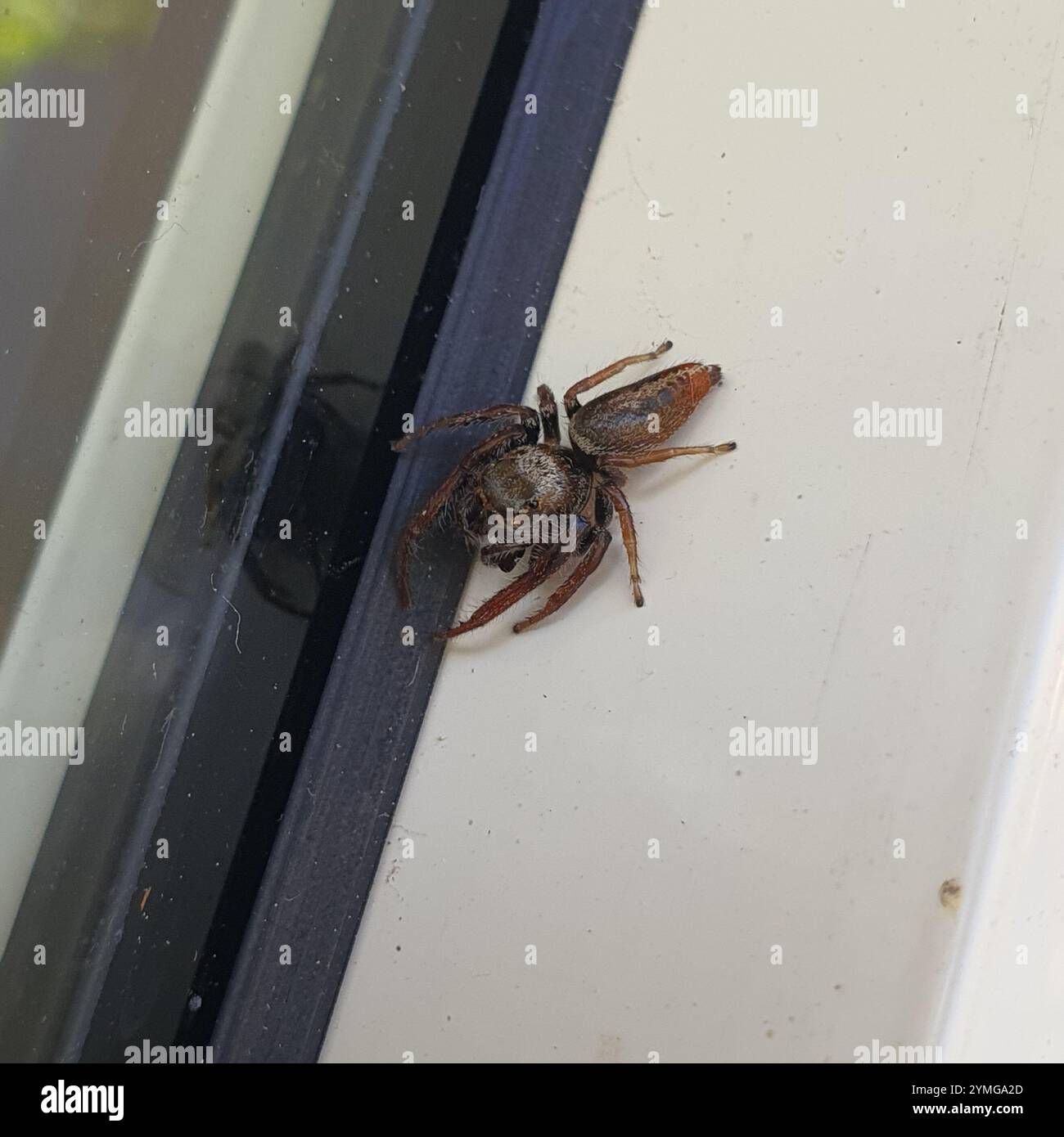 Garden Jumping Spiders (Opisthoncus Stock Photo - Alamy