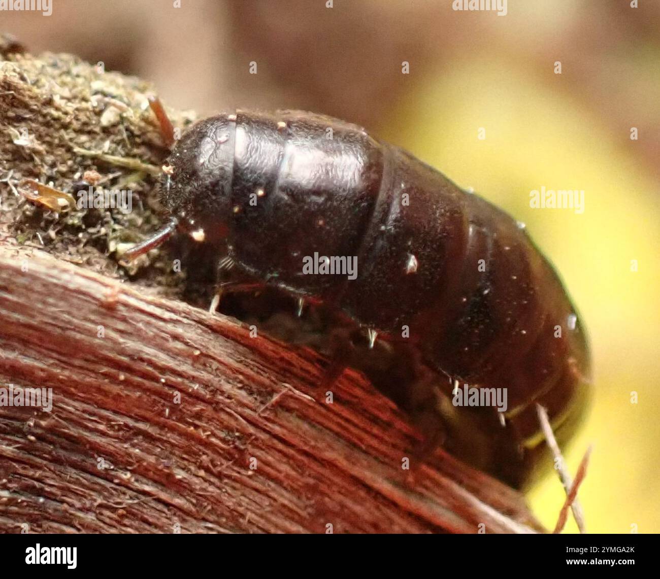 Long-jointed Beetles (Lagriinae Stock Photo - Alamy
