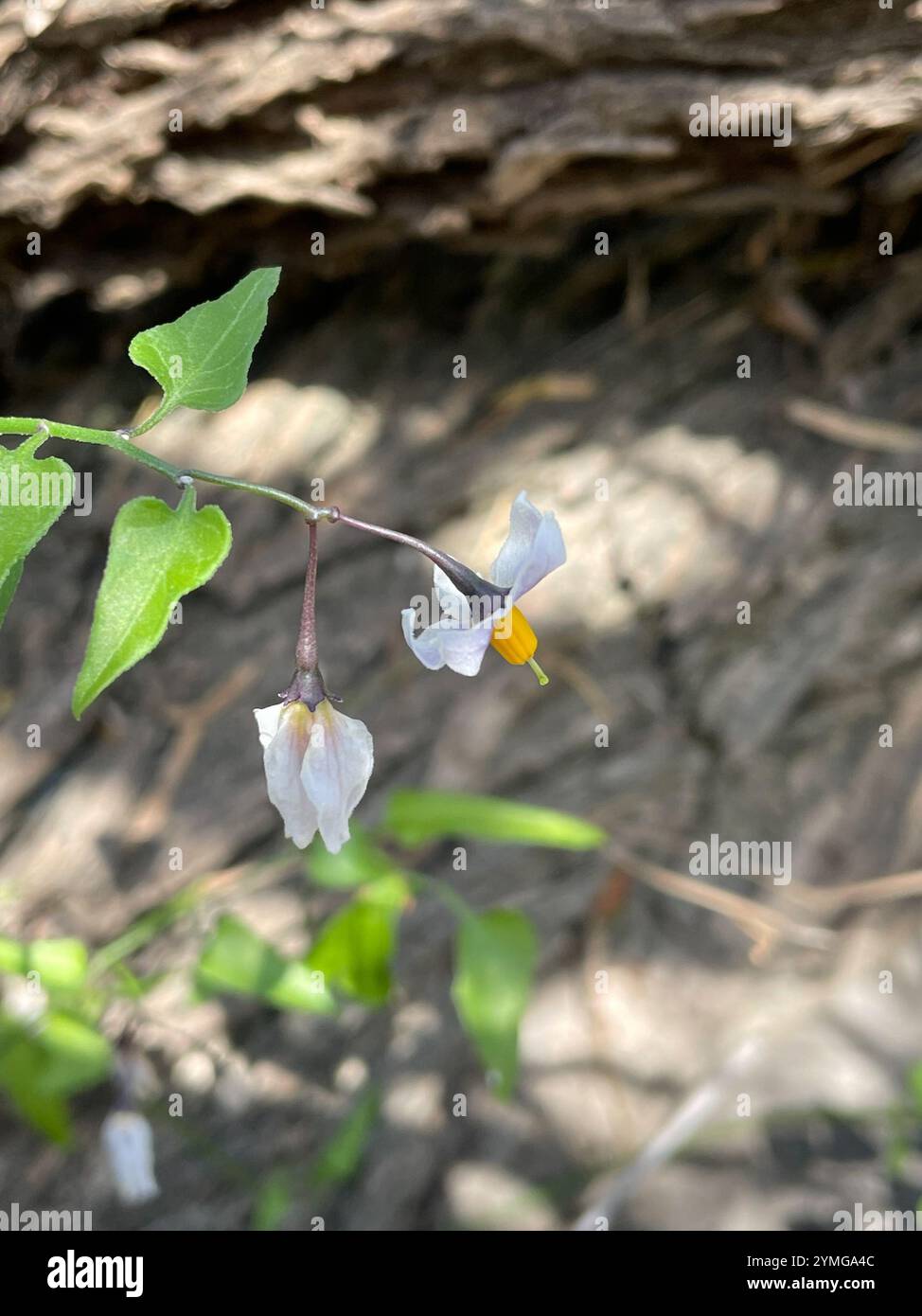 Texas nightshade (Solanum triquetrum Stock Photo - Alamy