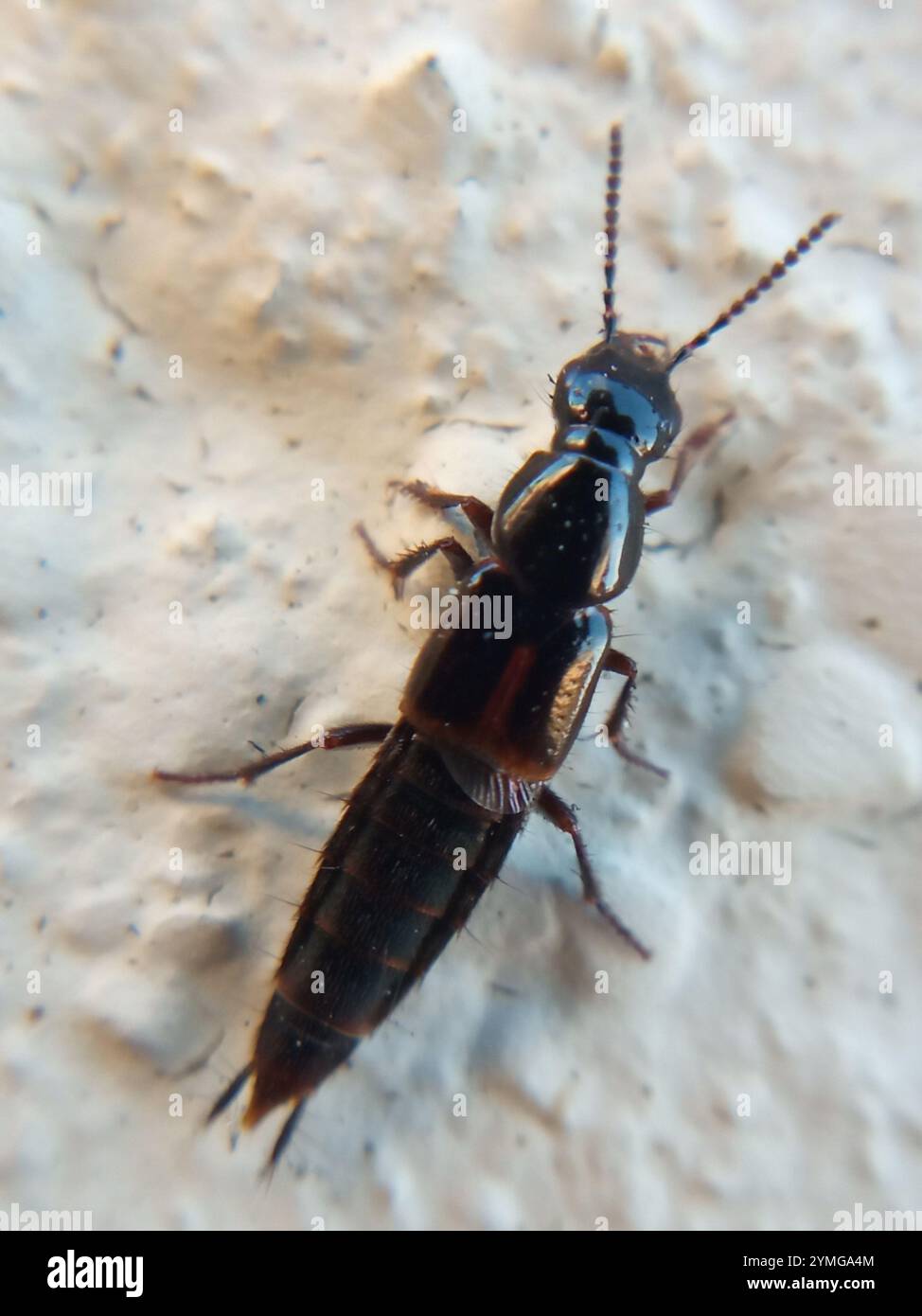 Quedius cinctus hi-res stock photography and images - Alamy