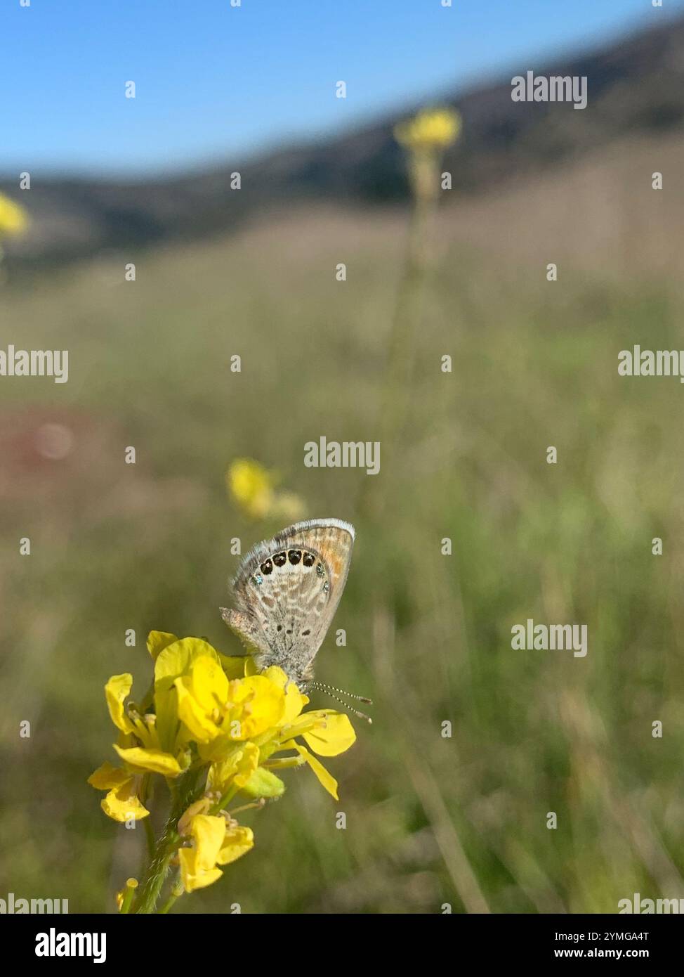 Brephidium exilis hi-res stock photography and images - Alamy