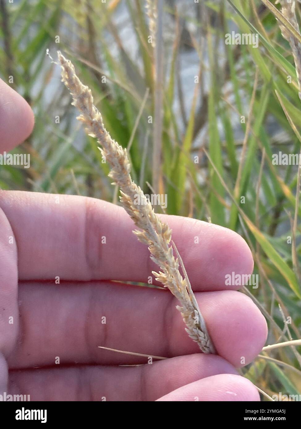 Saltgrass (Distichlis spicata Stock Photo - Alamy