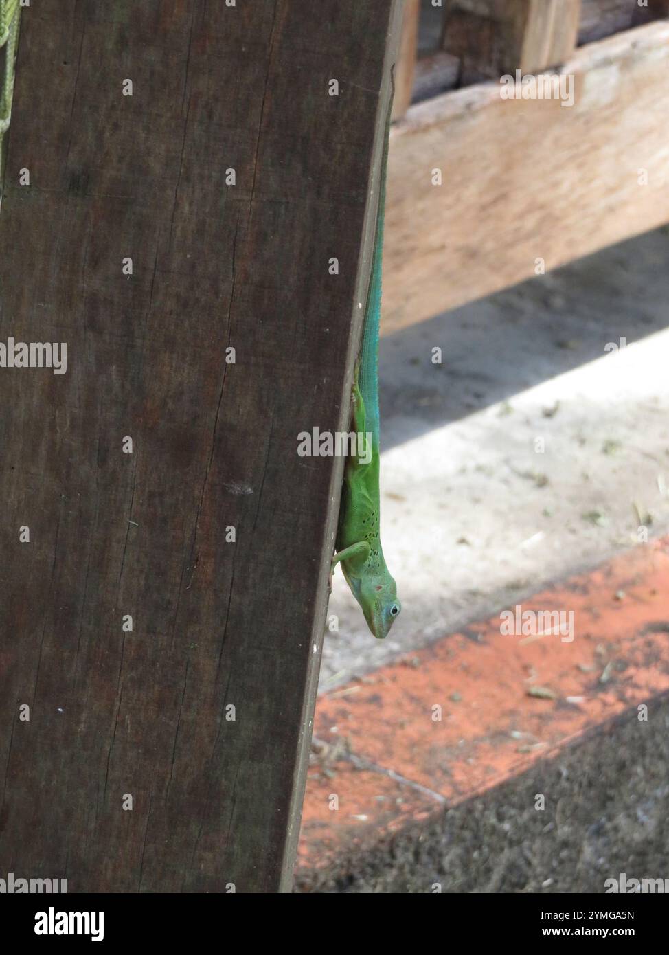 Anolis marmoratus hi-res stock photography and images - Alamy