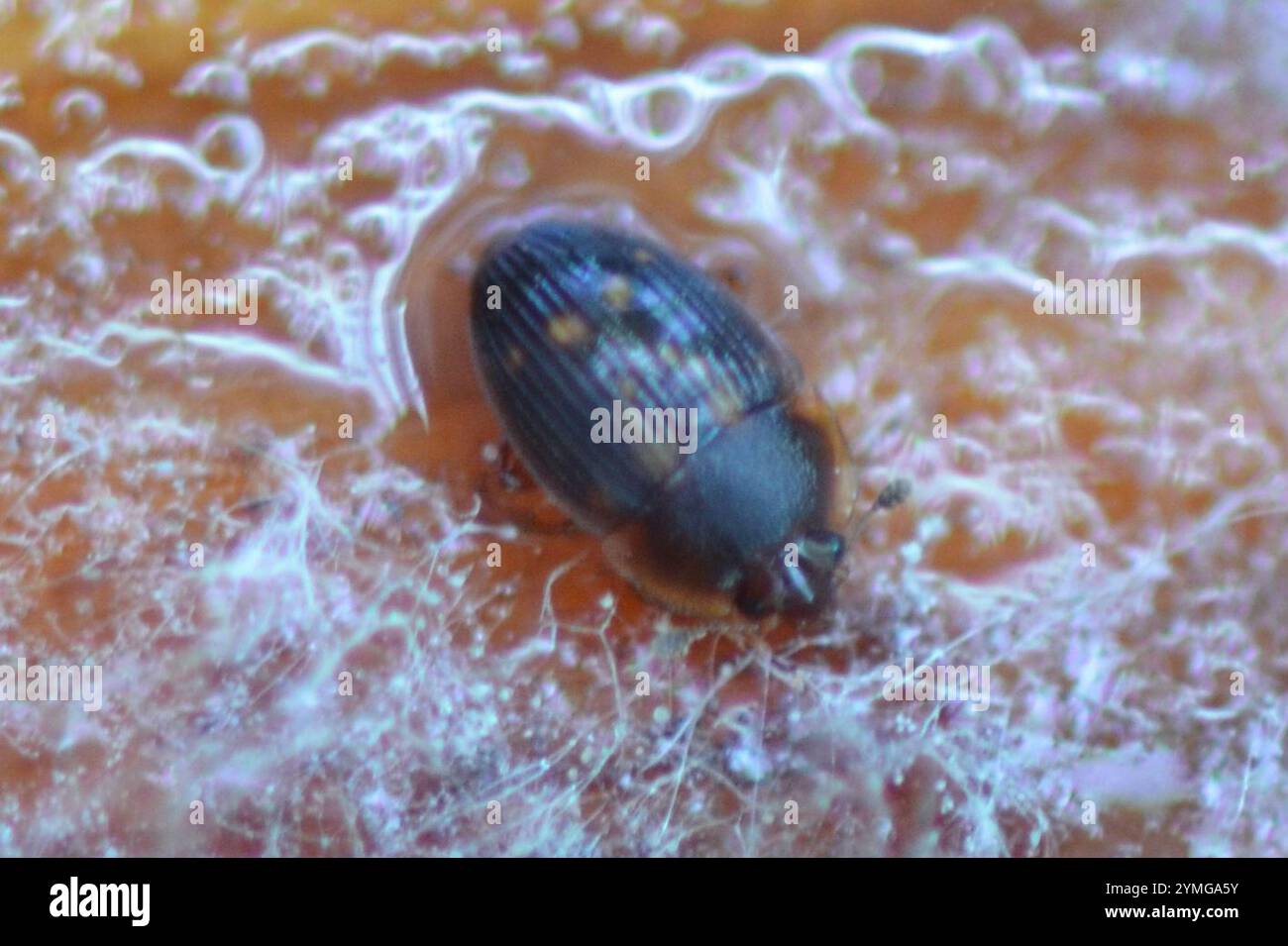 Sap beetle hi-res stock photography and images - Alamy