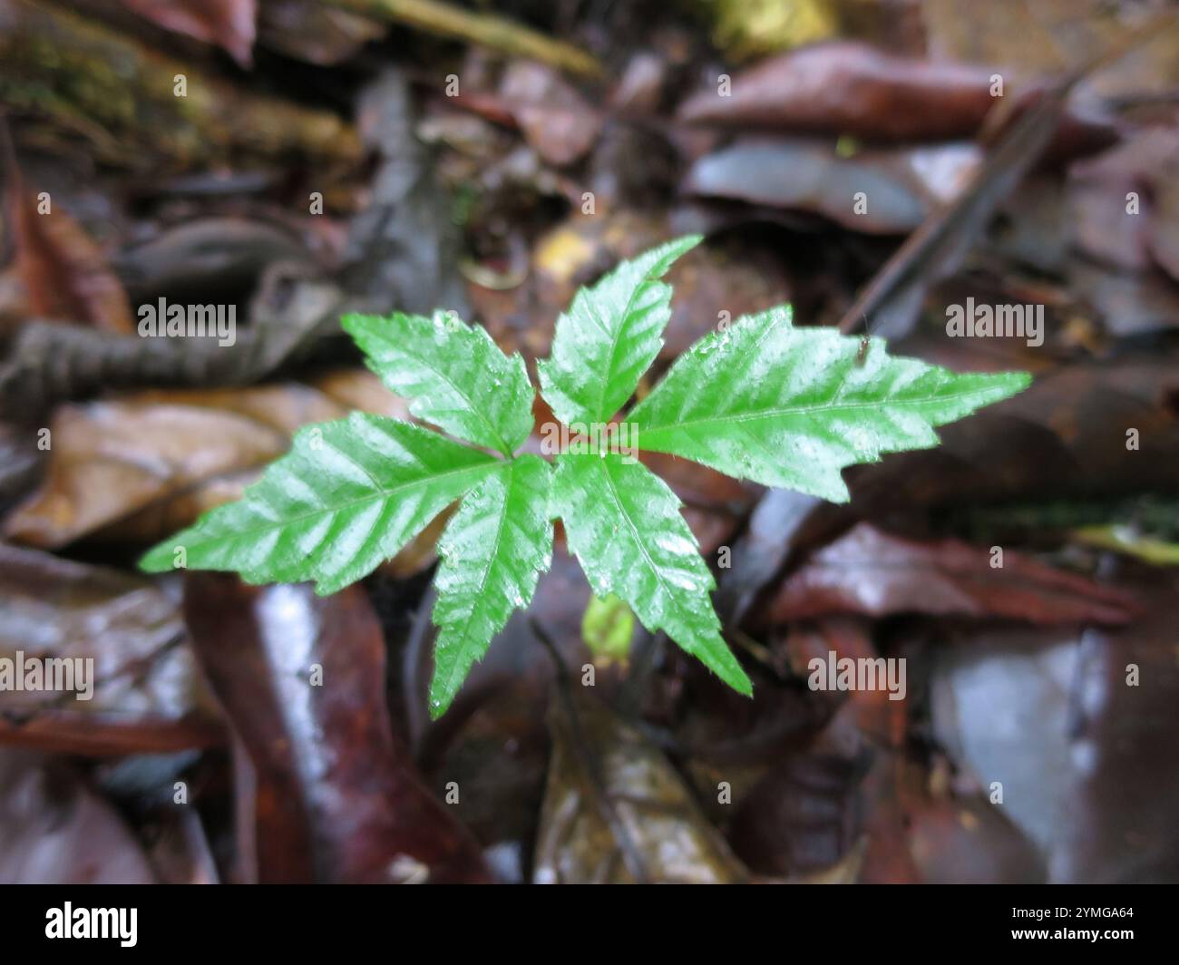 Allophylus hi-res stock photography and images - Alamy