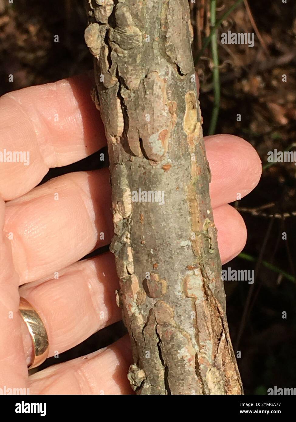 Winged Elm (Ulmus alata Stock Photo - Alamy