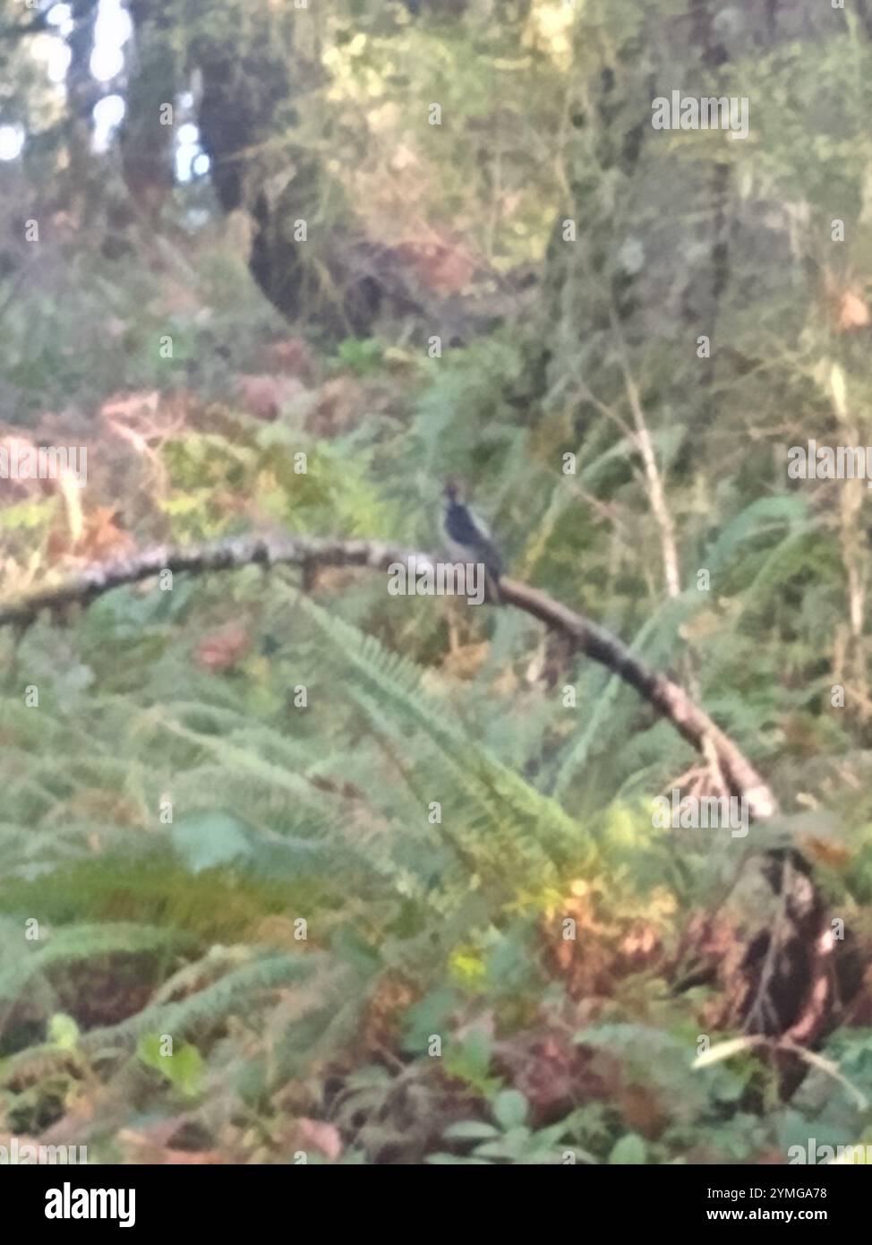 Dryobates Woodpeckers (Dryobates Stock Photo - Alamy