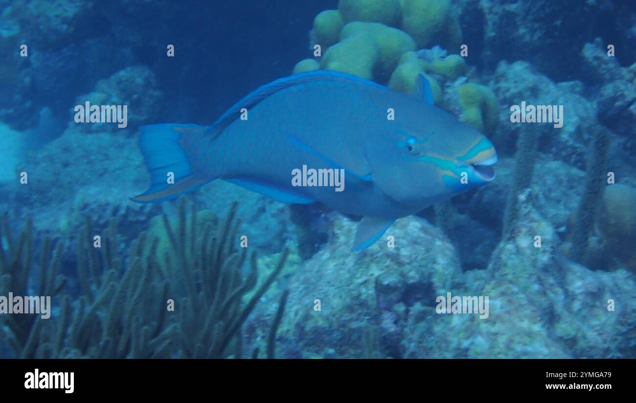 Queen parrotfish scarus vetula hi-res stock photography and images - Alamy