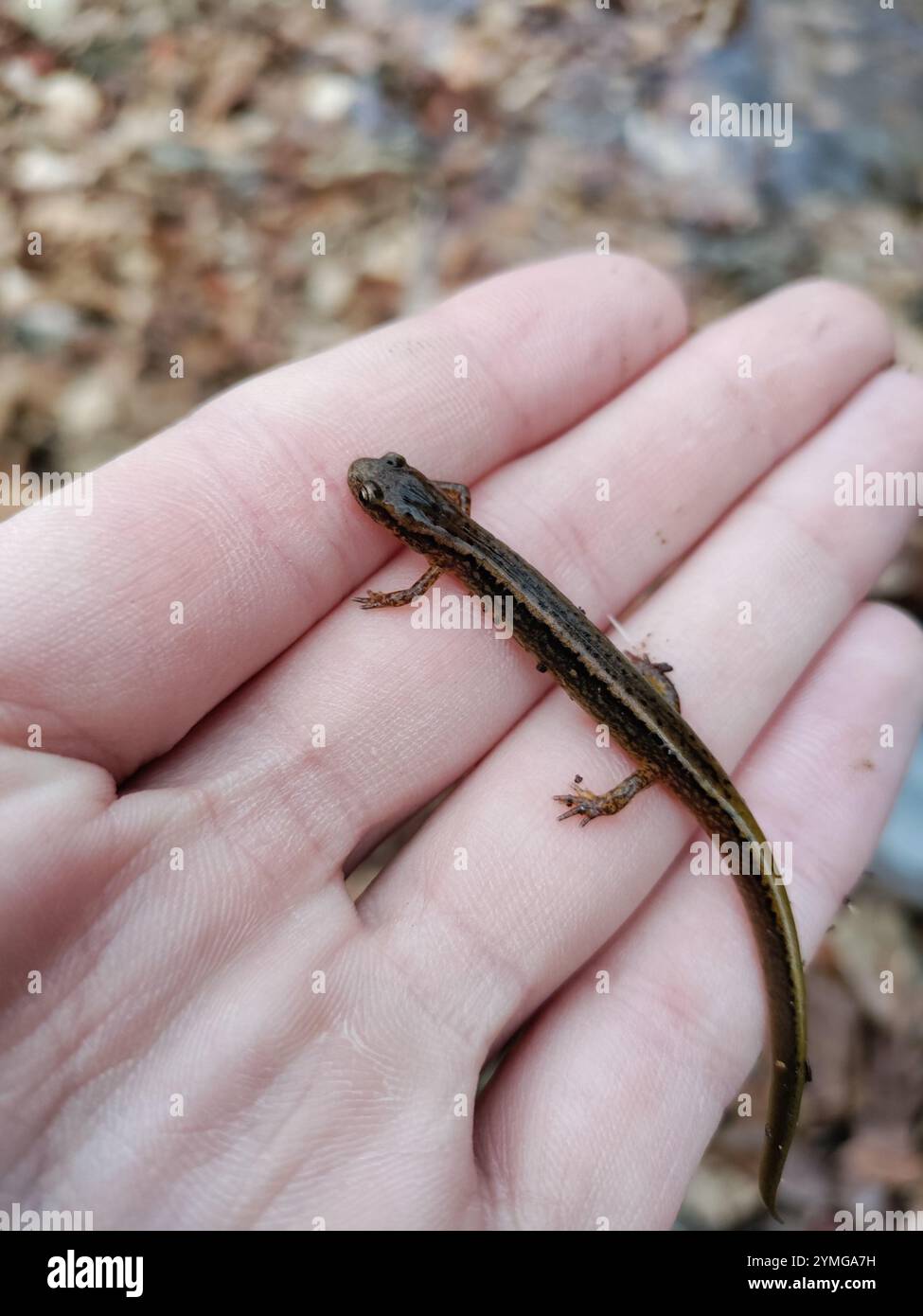 Northern Two-lined Salamander (Eurycea bislineata Stock Photo - Alamy