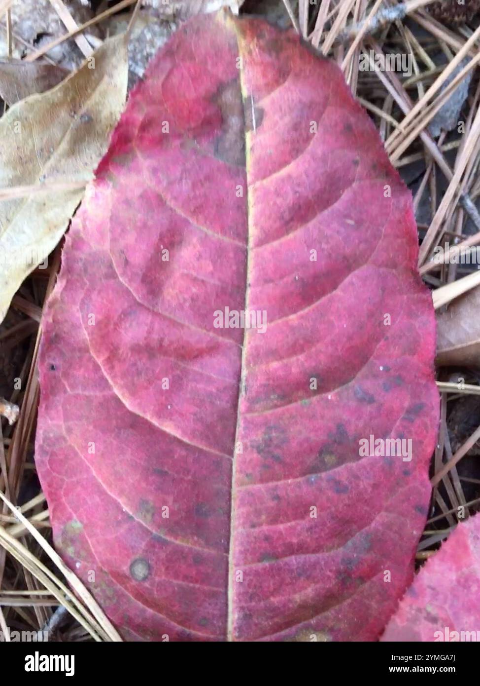 sourwood (Oxydendrum arboreum Stock Photo - Alamy