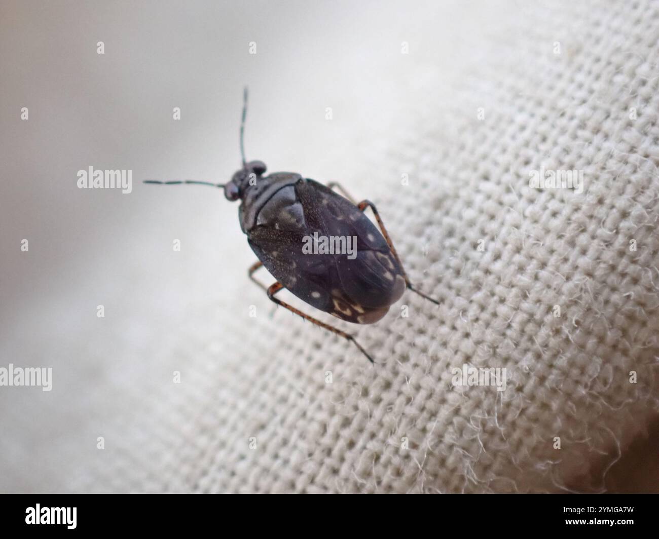 Shore bugs (Saldidae Stock Photo - Alamy
