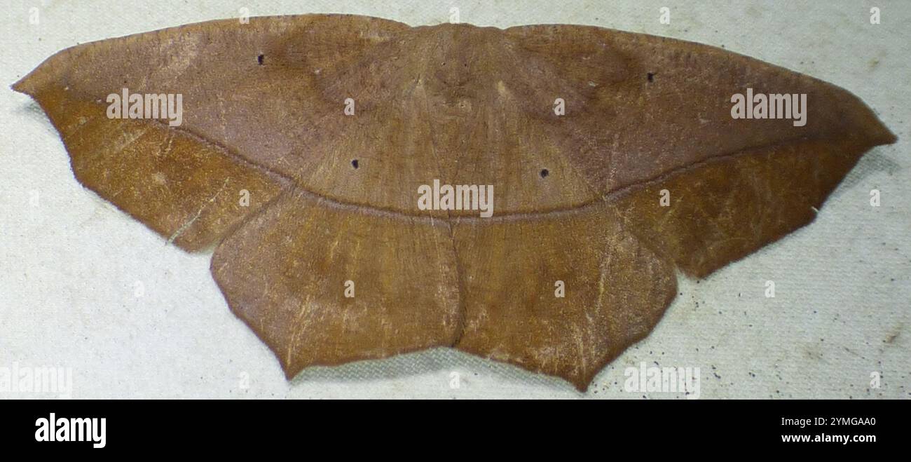 Large Maple Spanworm Moth (Prochoerodes lineola Stock Photo - Alamy