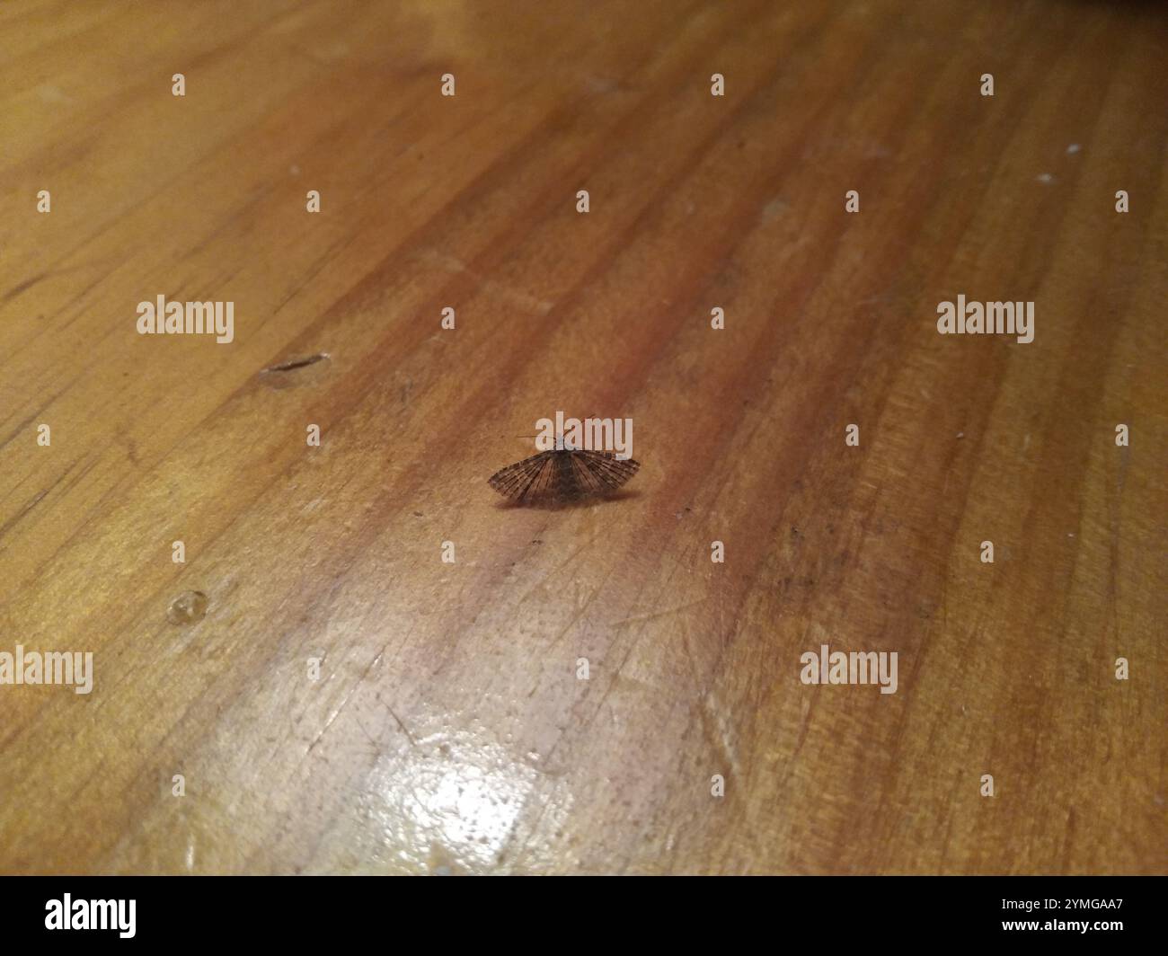 Montana Six-plume Moth (Alucita montana Stock Photo - Alamy