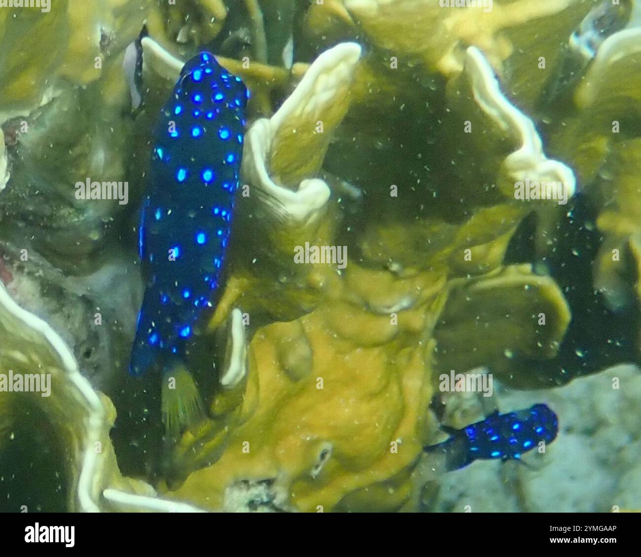 Yellowtail Damselfish (Microspathodon chrysurus Stock Photo - Alamy