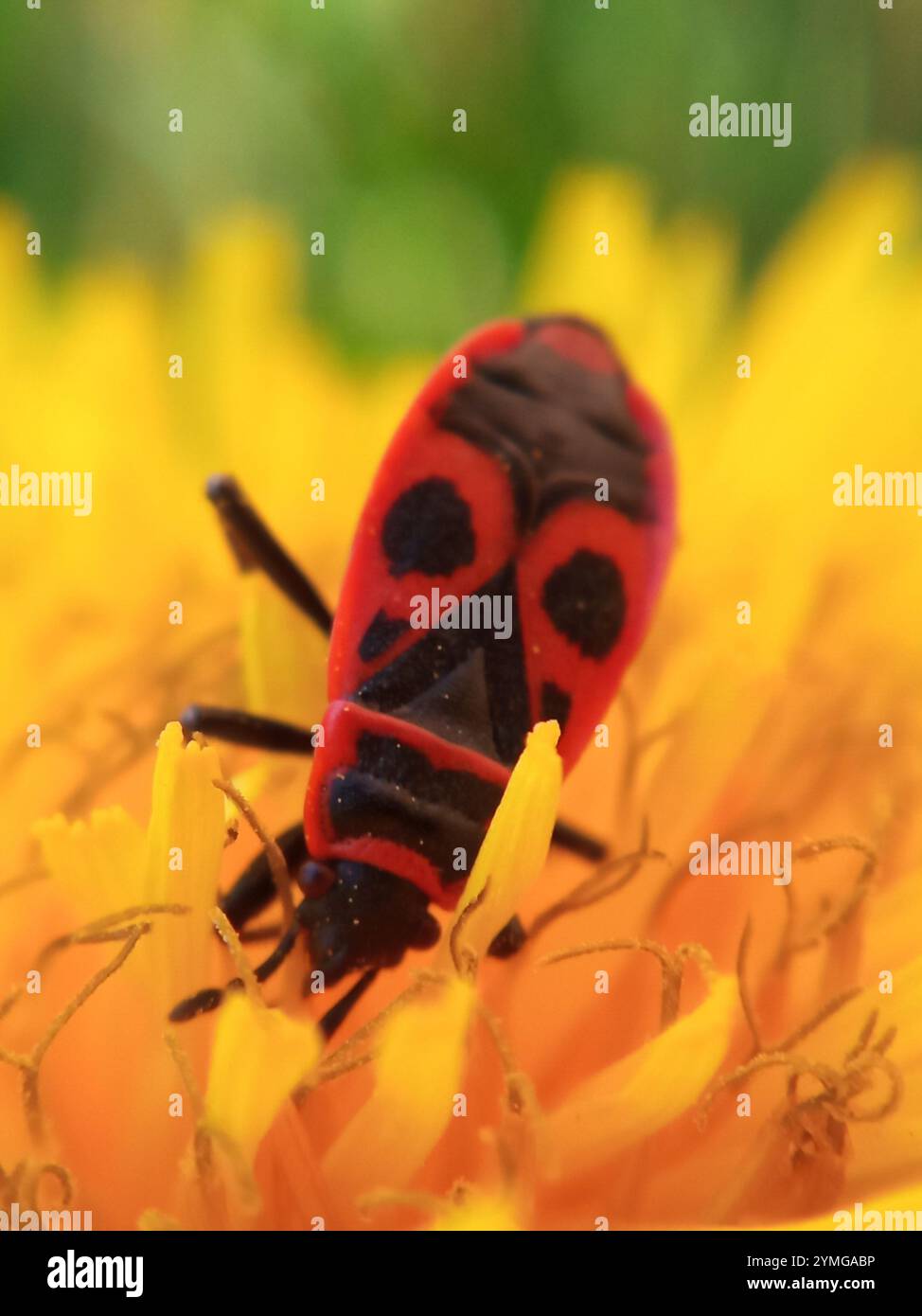 European Firebug (Pyrrhocoris apterus Stock Photo - Alamy