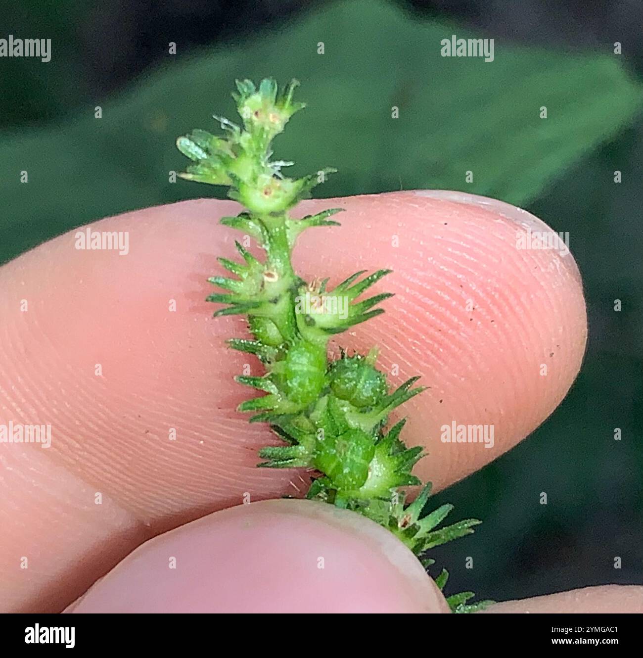 Cuban copperleaf (Acalypha setosa Stock Photo - Alamy