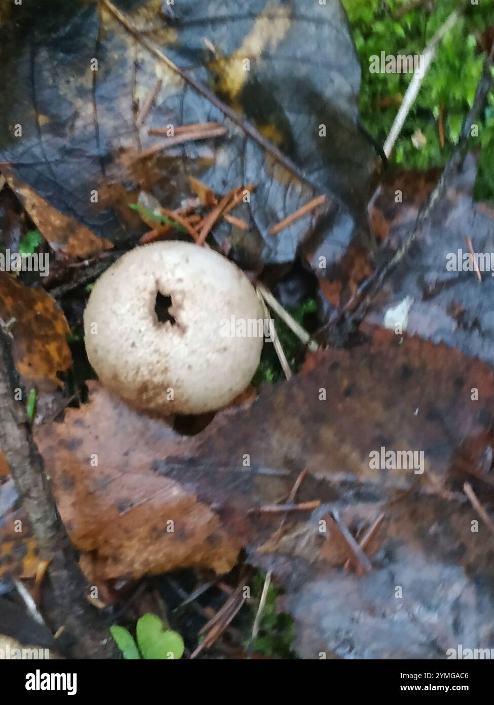 Umber-brown Puffball (Lycoperdon umbrinum Stock Photo - Alamy