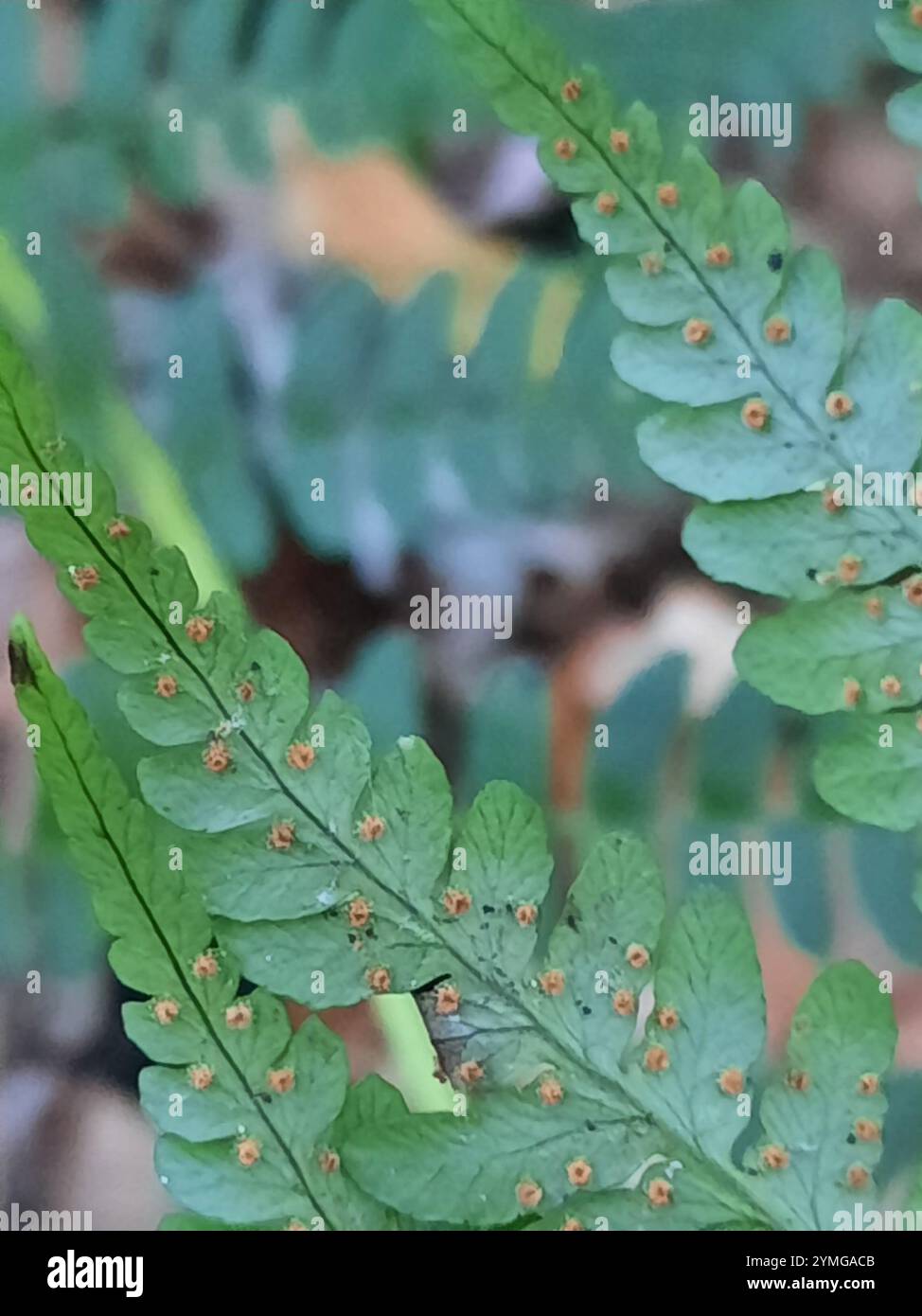 marginal wood fern (Dryopteris marginalis Stock Photo - Alamy