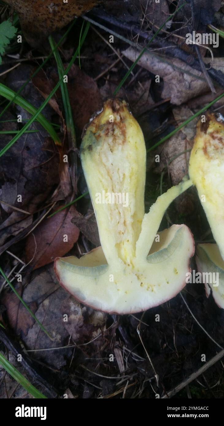 Two colored bolete hi-res stock photography and images - Alamy