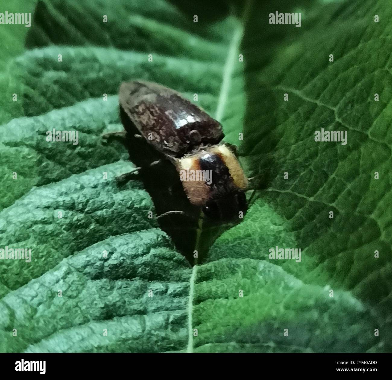 Fire Click Beetles (Pyrophorus Stock Photo - Alamy