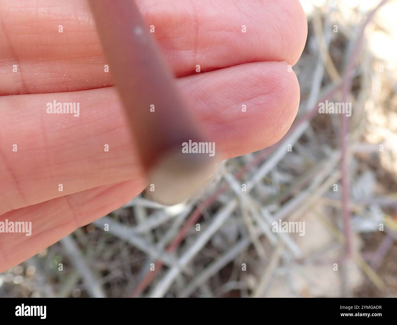 Caustic vine hi-res stock photography and images - Alamy
