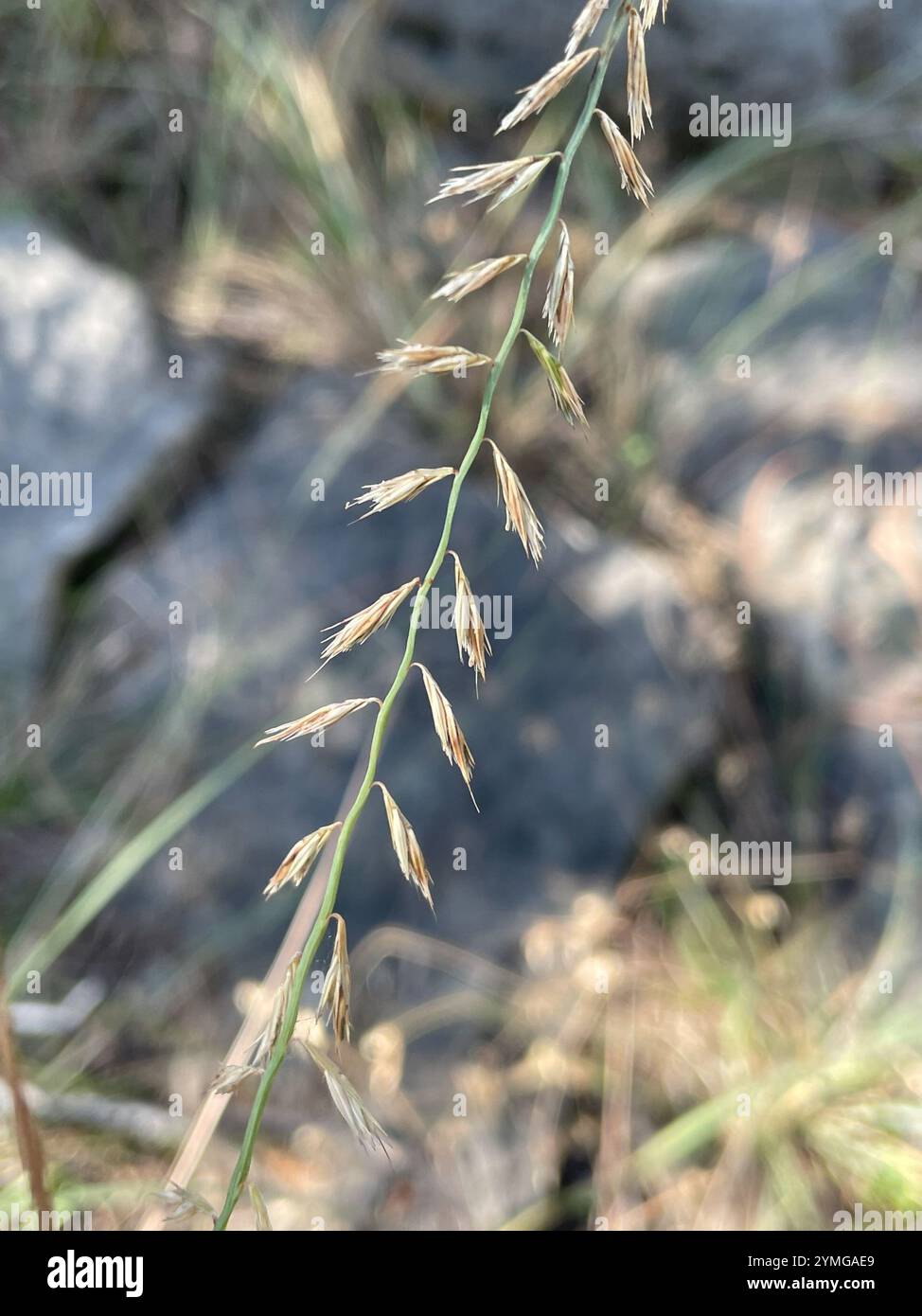 Sideoats Grama (Bouteloua curtipendula Stock Photo - Alamy
