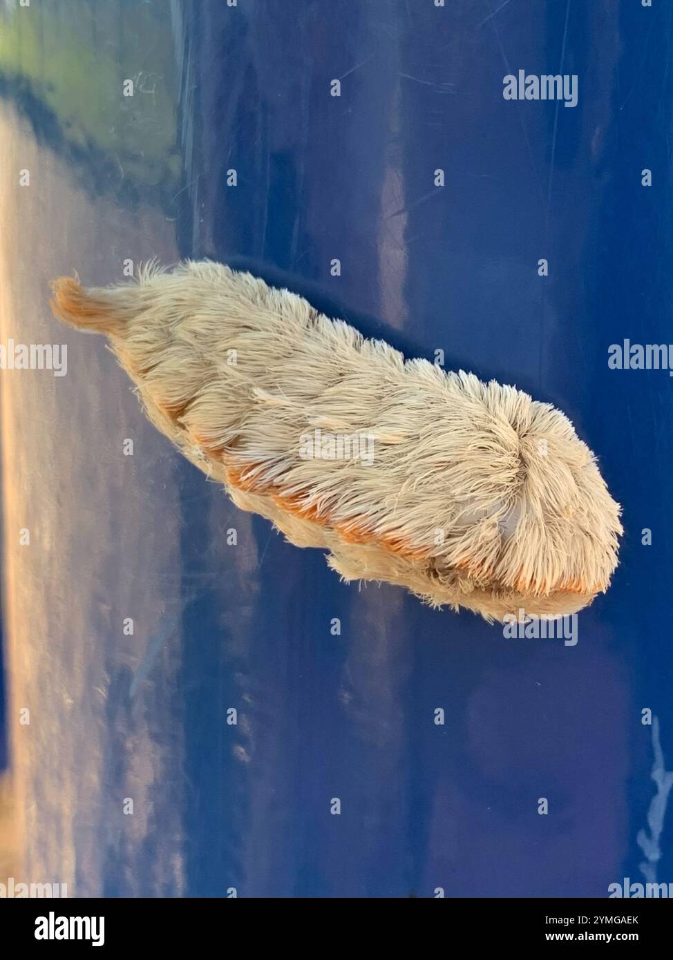 Southern Flannel Moth (Megalopyge opercularis Stock Photo - Alamy